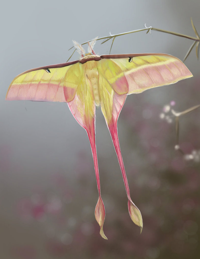 Kari LikeLikes: Madagascan Moon Moth aka Comet Moth #nature