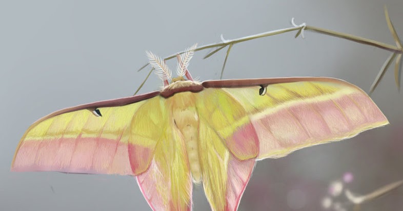 Kari LikeLikes: Madagascan Moon Moth aka Comet Moth #nature