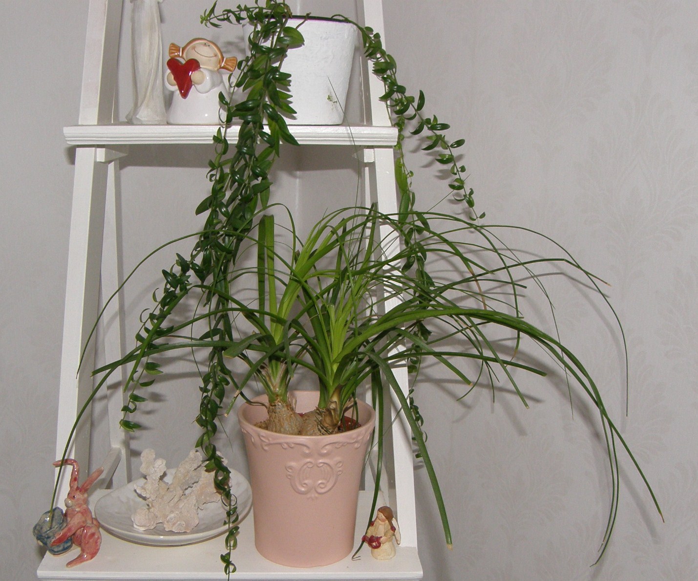 Puutarhakaaos: Pullojukka - nolina recurvata – Flasklilja