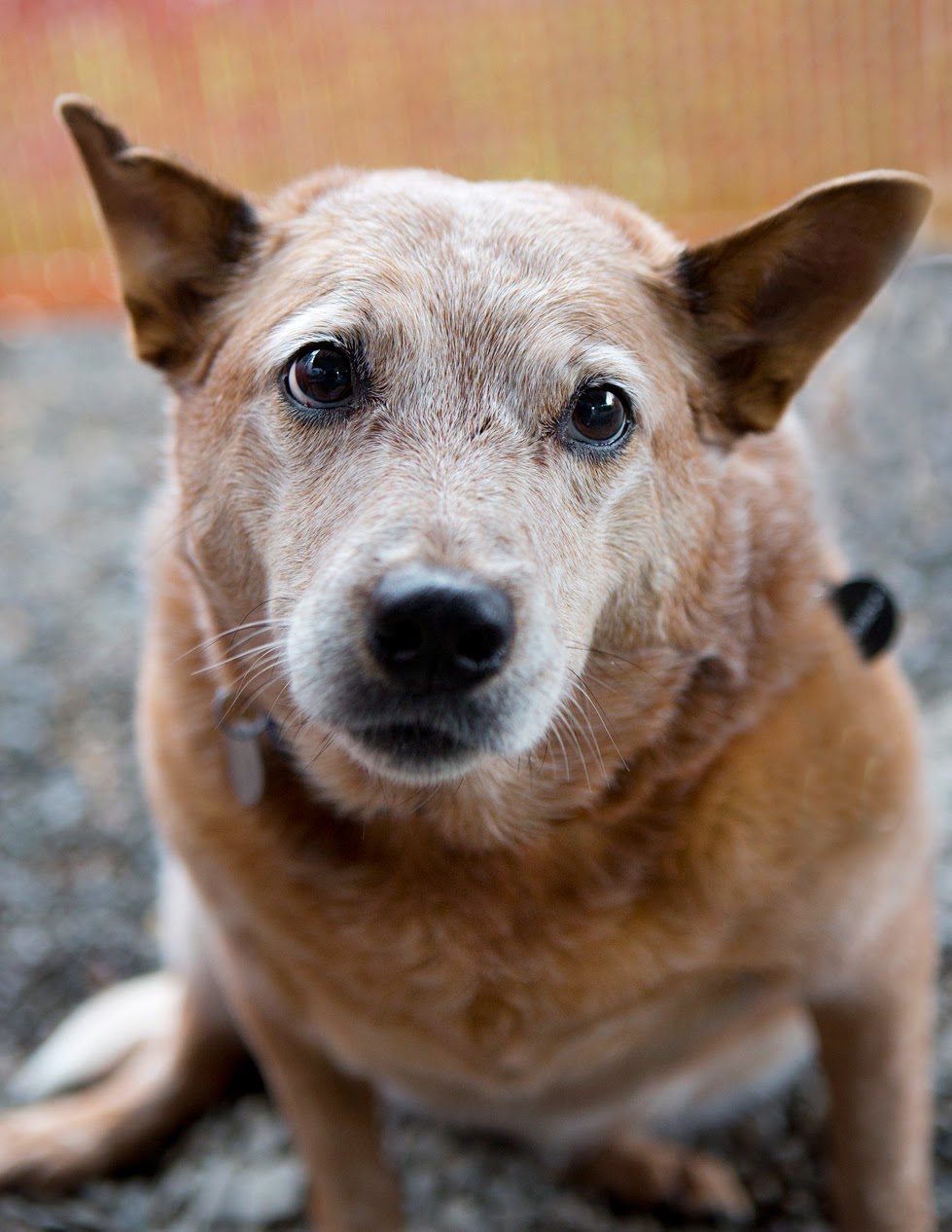 Shelter Dogs of Portland: "QUIGBY" chubby darling Cattle dog