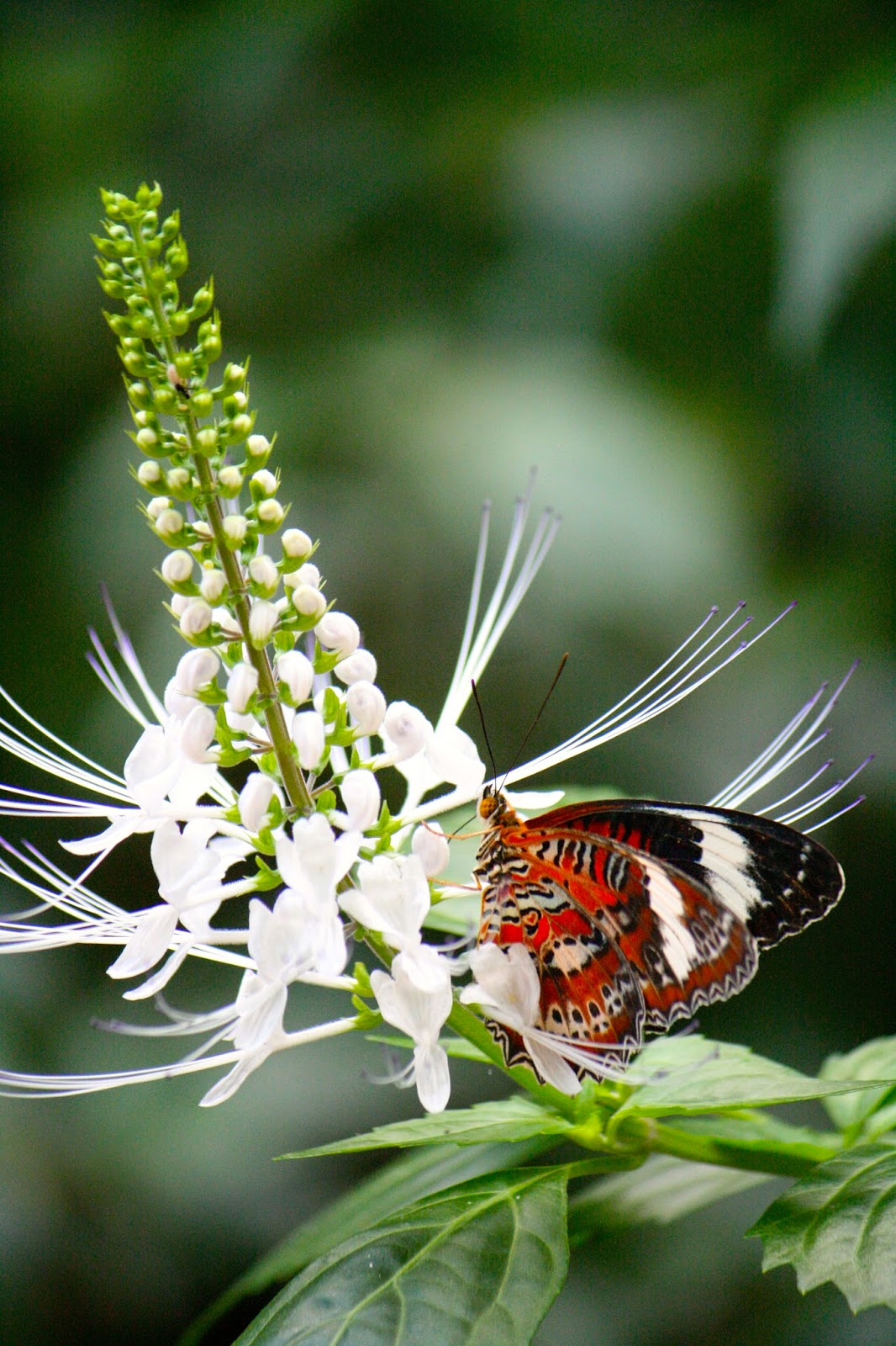 Take On Takapuna: Melbourne Zoo