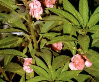 Welcome To Maria Ayu blogspot: Manfaat Tanaman Pacar Air