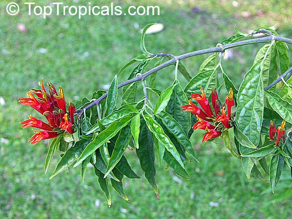 Sabah Snake Grass - Clinacanthus nutans