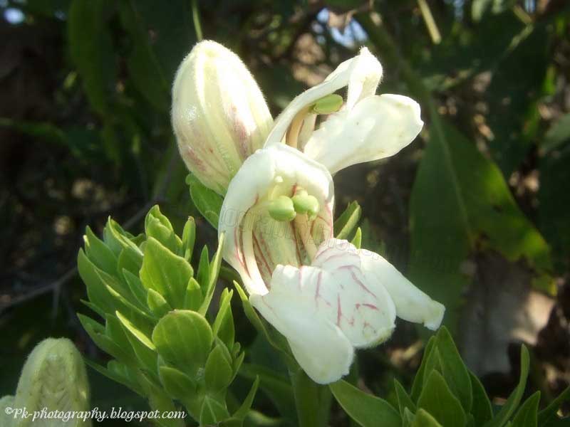 Adhatoda; Justicia adhatoda; Nuez de Malabar