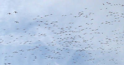 Snow Goose Hunting: Best Snow Goose Ammo