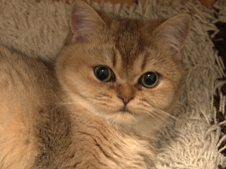 Britisch Kurzhaar Kitten: BKH golden tabby ticked / golden shaded