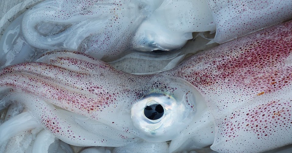 PEIXOS MARISCOS: CALAMAR DE POTERA I CALAMAR DE TRESMALL