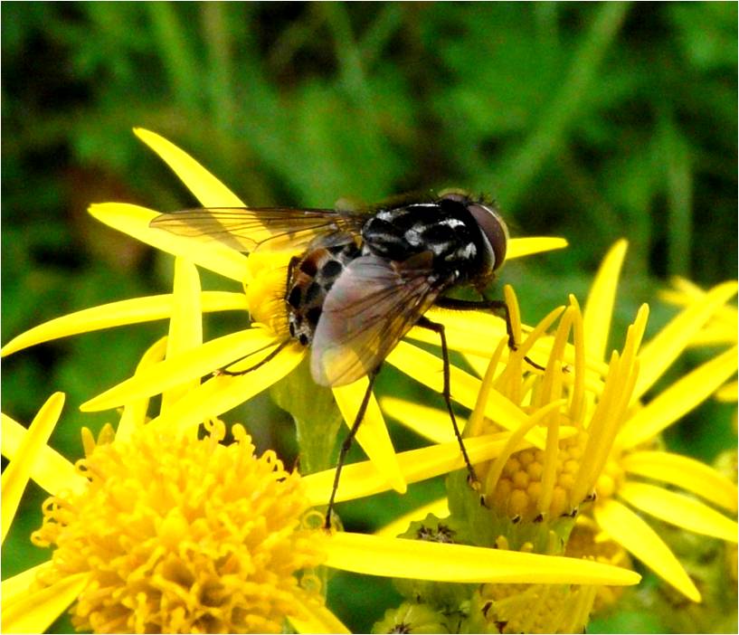 Insects of Scotland: Other Flies/Picture-wing Flies