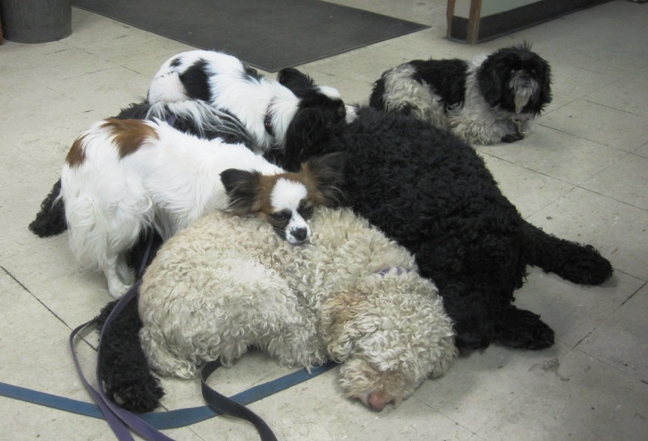 Windswept Adventure: Another Dog Pile At Work