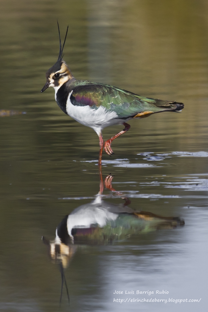El Rinche de Berry : Fotos de Aves