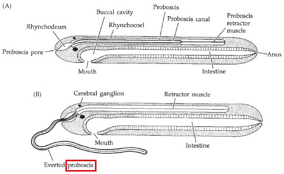 Ciências Bio: FILO NEMERTEA