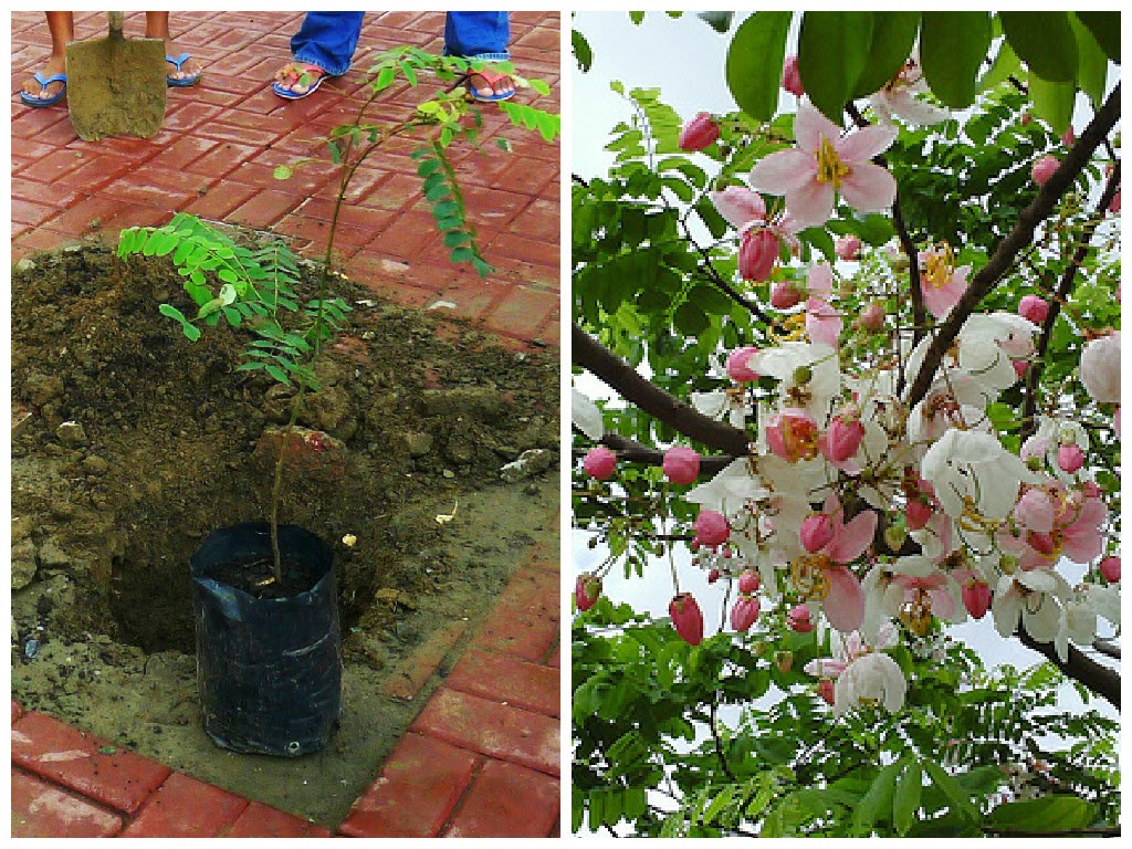 Princess Sol Diaries: May 2014