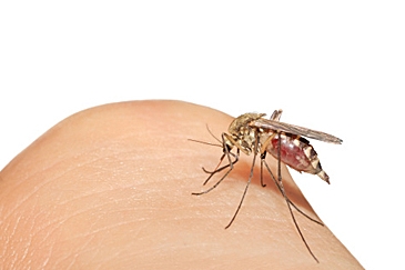 Leuk en Informatief!: Tips tegen muggen