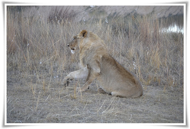 LIVING LIFE TO THE MAX: OUR AFRICAN SAFARI: "SHIBULA" Day 2 (Evening)