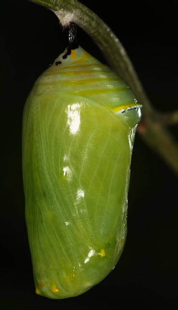 All of Nature: Monarch Caterpillar Changes to Chrysalis