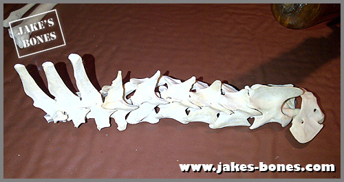 How to re-articulate a fox skeleton: part one : Jake's Bones