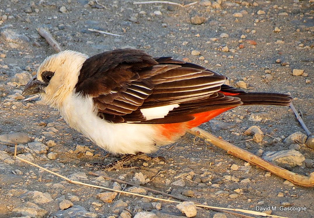 White-headed Buffalo Weaver - Travels With Birds