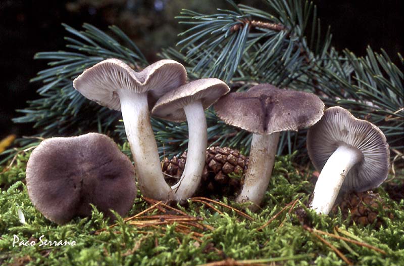 la recerca del bolet: el fredolic.