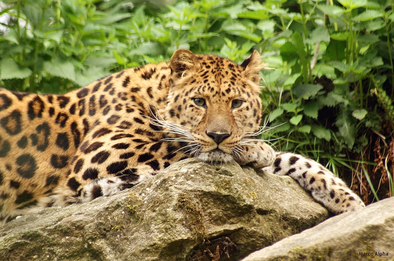Marco Alpha Fotografie: Diergaarde Blijdorp