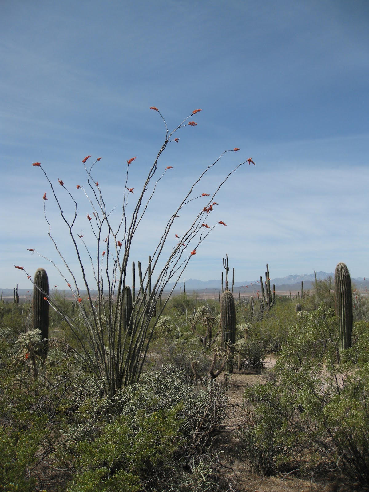 Yuccabloom: A Memoir of Meaningful Meanderings: The Beauty of an ...