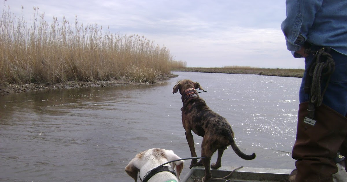 The Catahoula Hog Dog: How To Breed and Hunt Hog Dogs with a GPS Versus ...