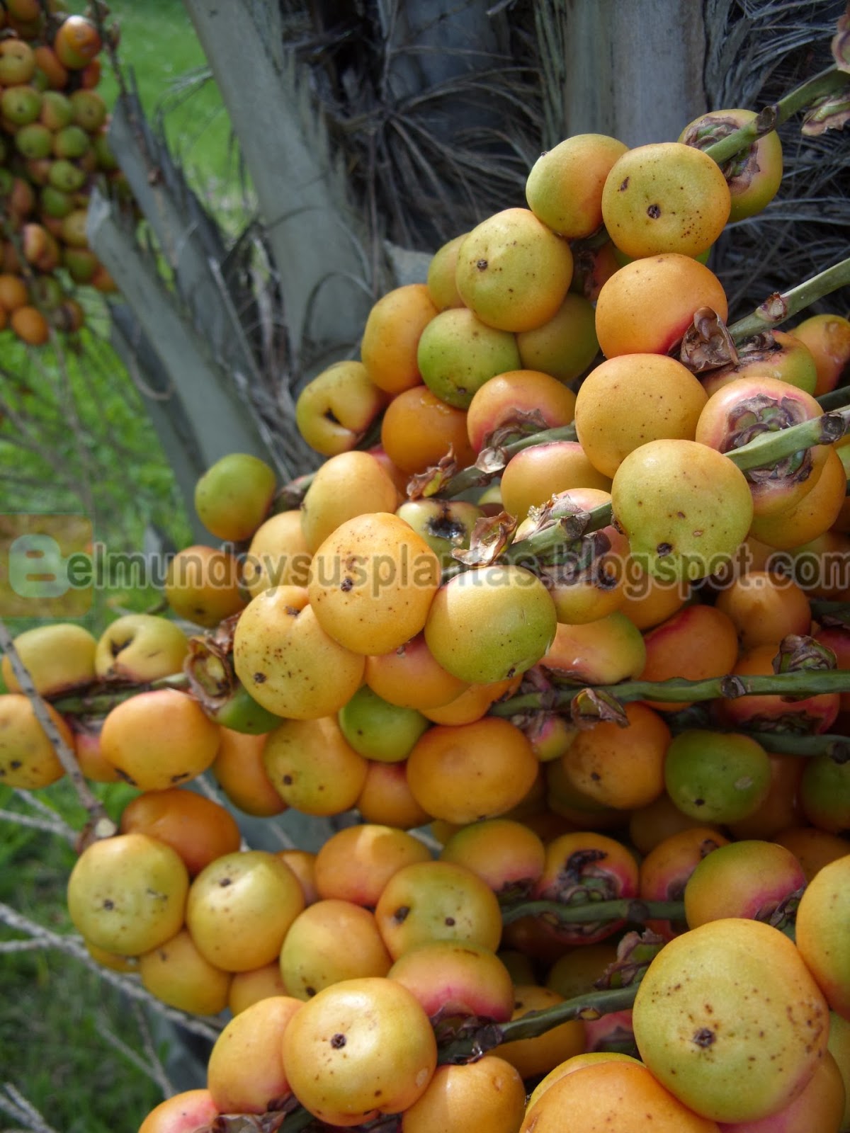 Fotos de Plantas : El Mundo y sus Plantas