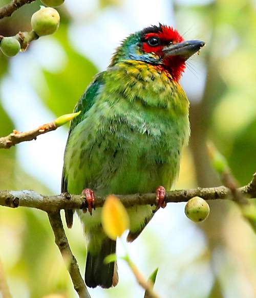 Malabar (Crimson-throated) barbet | Birds of India | Bird World