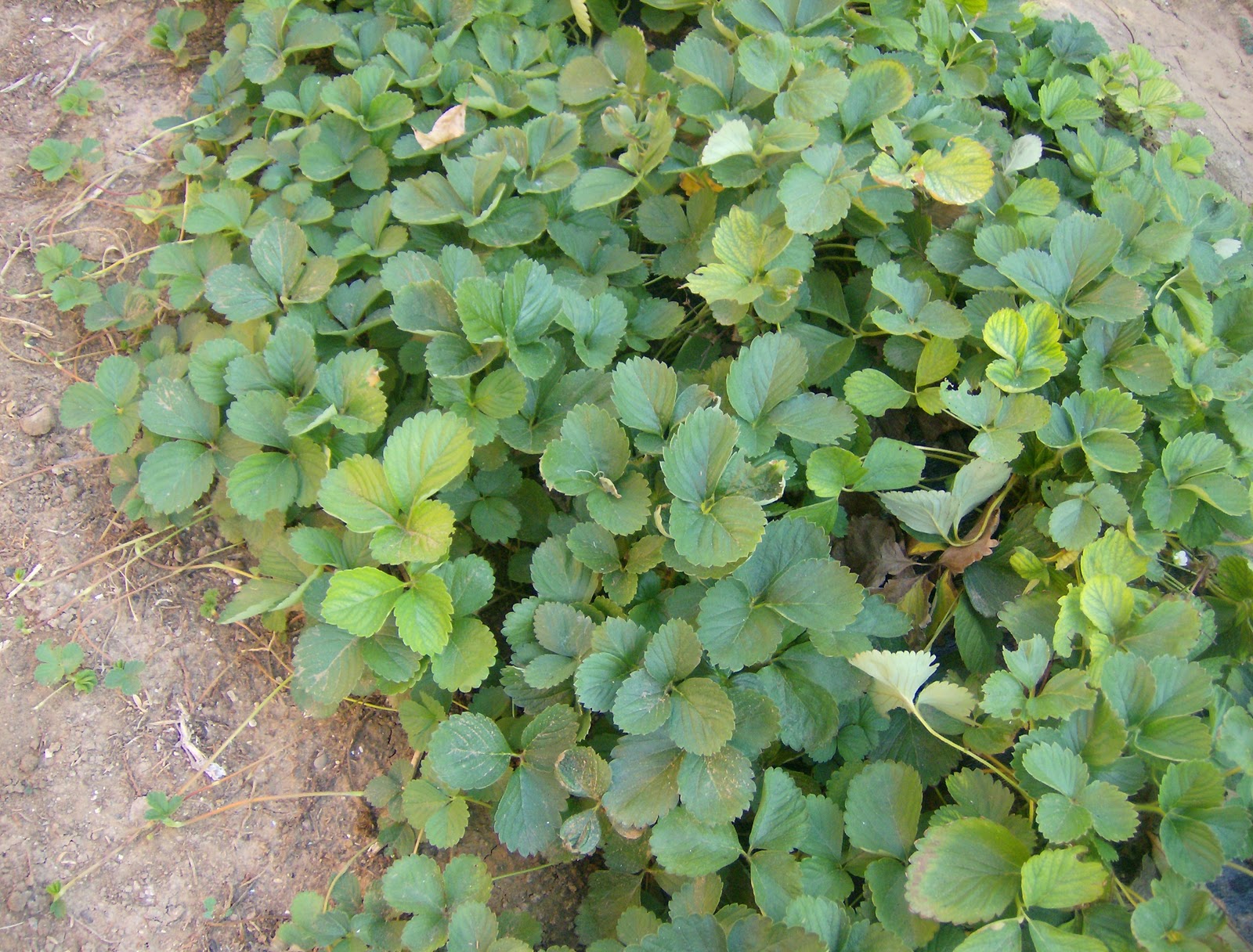 El huerto del Lopez: LA RECOGIDA DE ESTOLONES DE FRESAS
