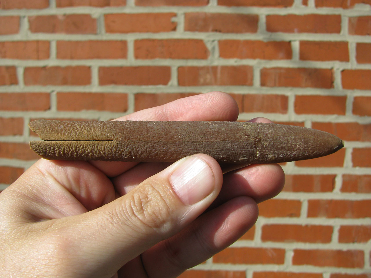 belemnitella americana Fossil Belemnite Home & Living Rocks & Geodes ...