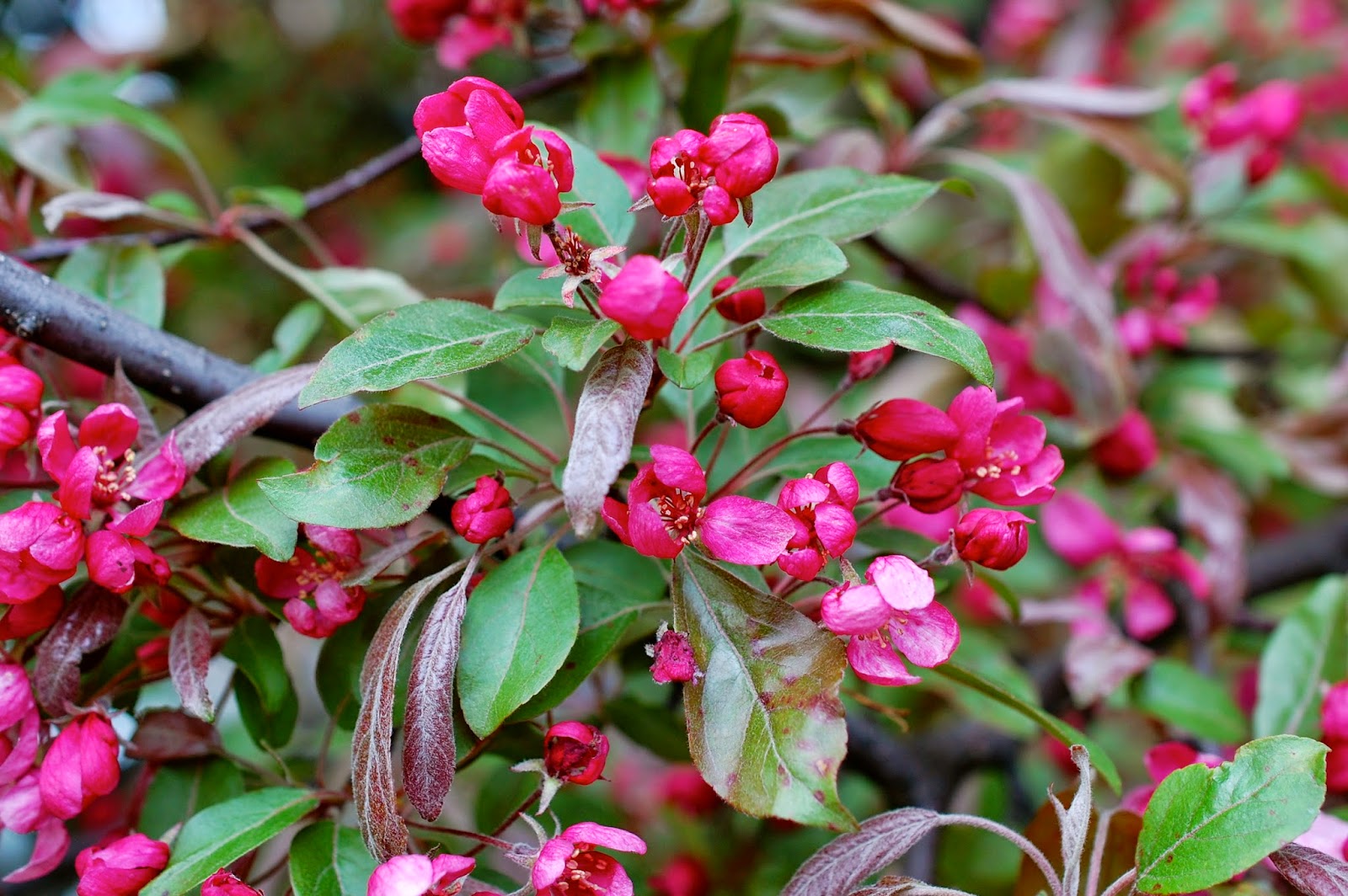 Astrid's Garden Design: Malus moerlandsii 'Profusion'