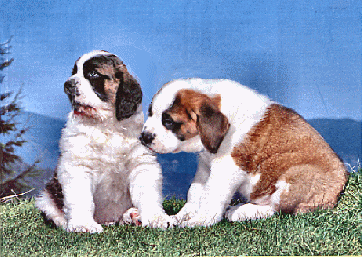 Pieseczki mireczki: Animowane obrazki i gify - Pies Berneński pasterski