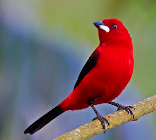 Tangara Escarlata