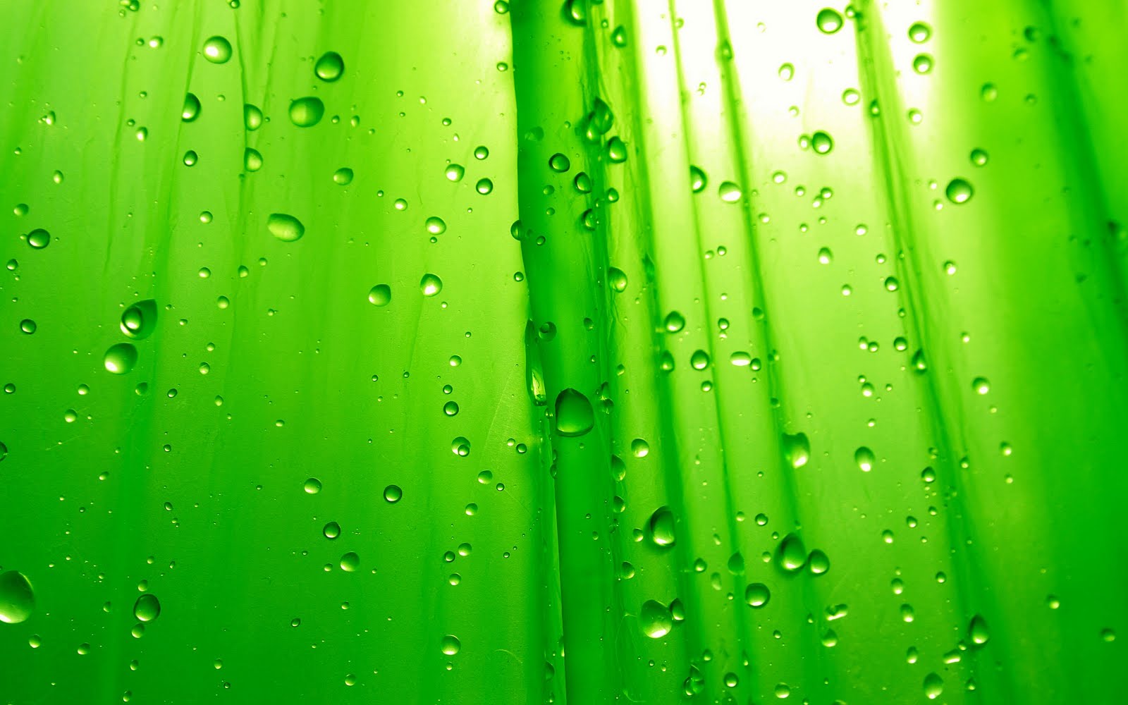 Green dripping dew nature transparent leaf HD Wallpaper ~ The Wallpaper ...