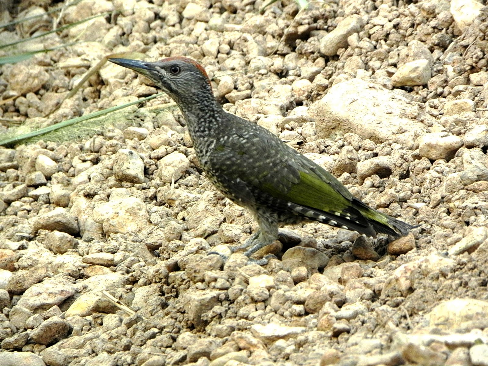 Fotofaunacieza: julio 2011