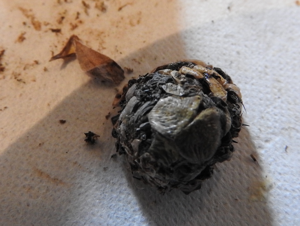 natural connections: Cecropia Moth Mummy