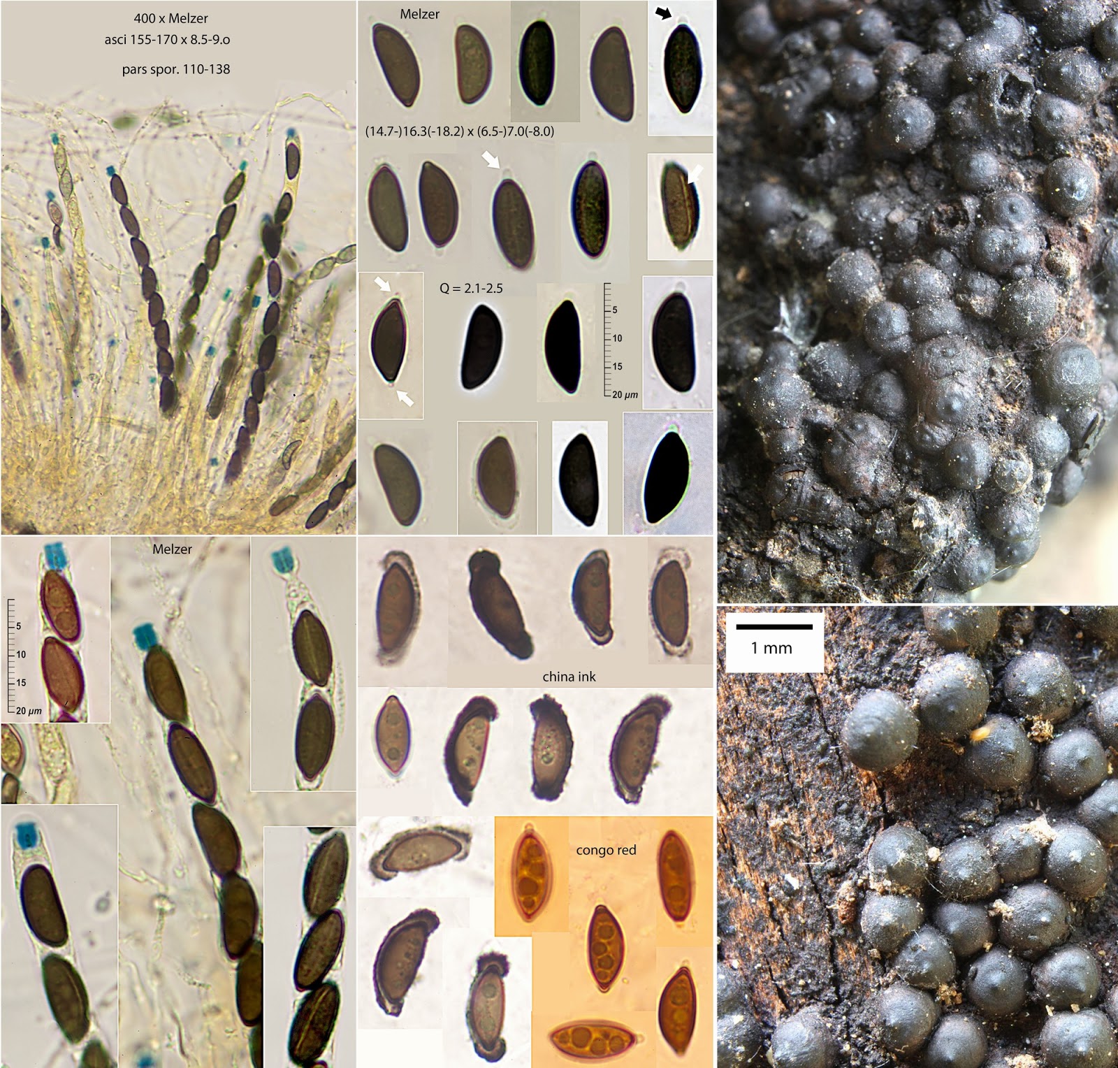 Rosellinia akulovii L.E. Petrini • CEMAS Orden Xylariales, Ascomycota.