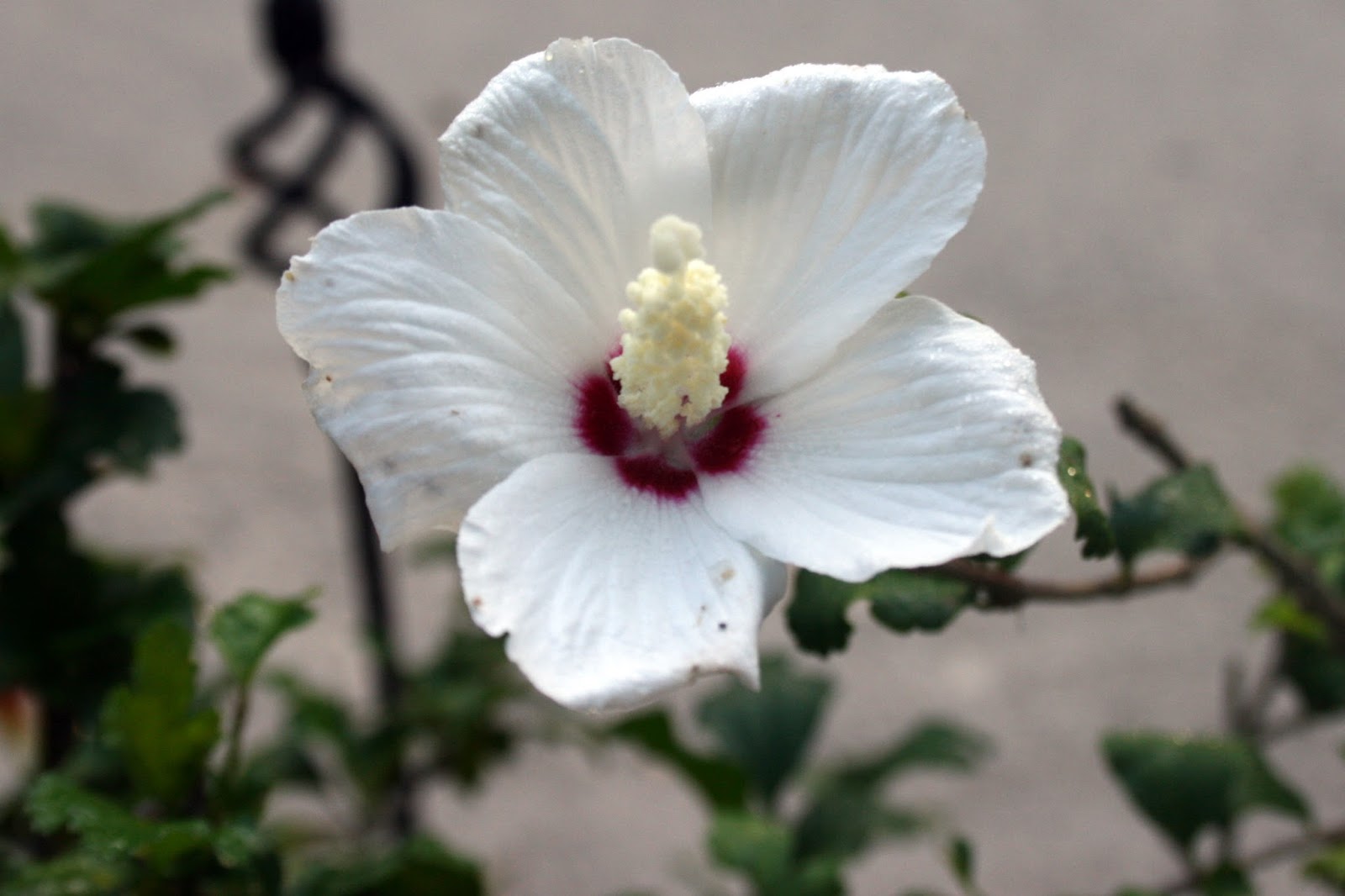 Decorating with Dodi: August Showers Bring September Flowers