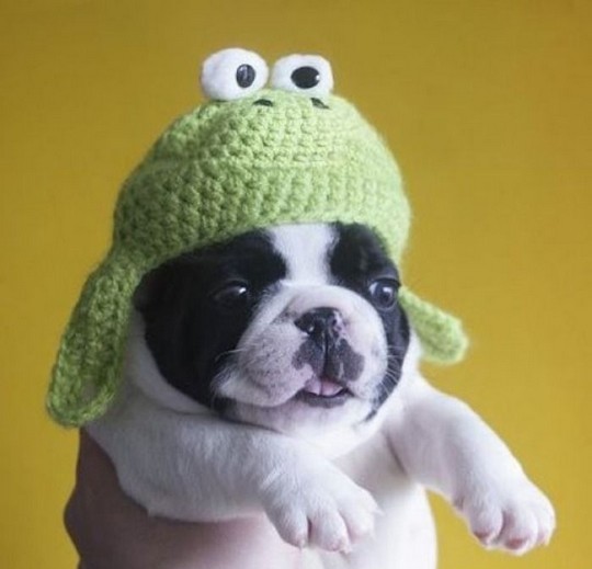 Funny Puppies ~ Wallpaper & Pictures