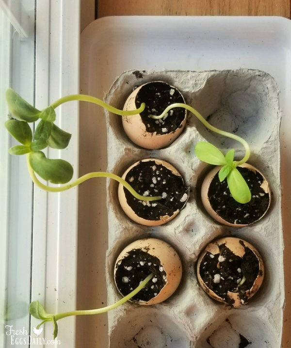 How to Start Seeds in Eggshell Cups - Fresh Eggs Daily® with Lisa Steele