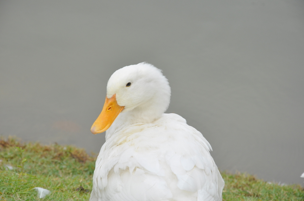 My Duck Collection: Beautiful white ducks