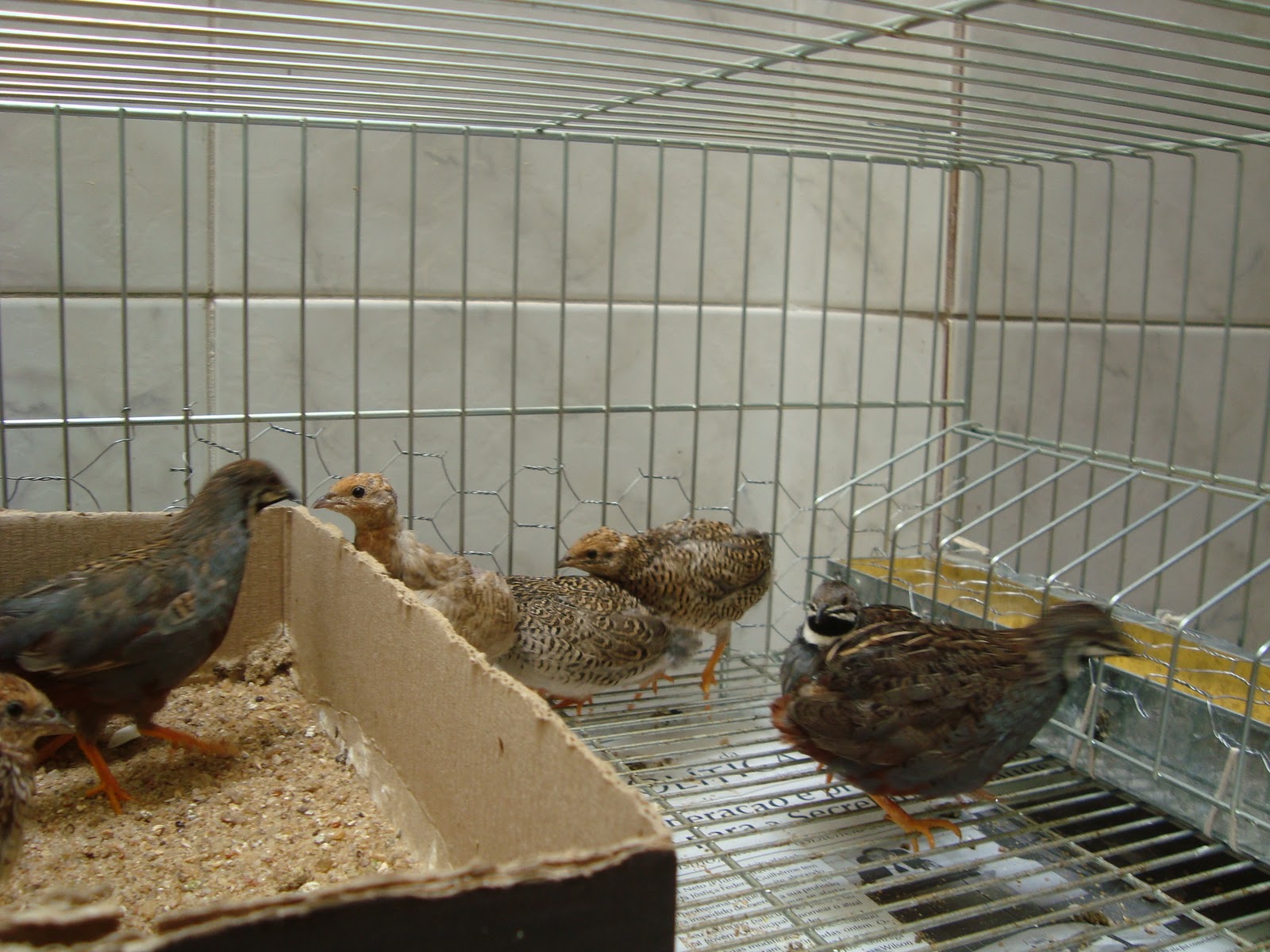 codorna chinesa: Fotos do Dia 11/11/11