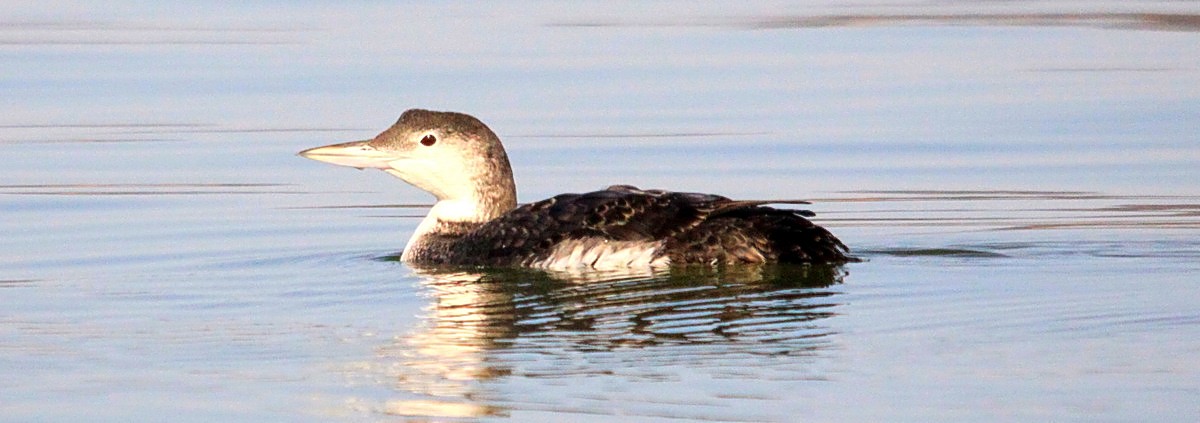 Gary's Outdoor Wanderings2: LOONS AND CORMORANTS