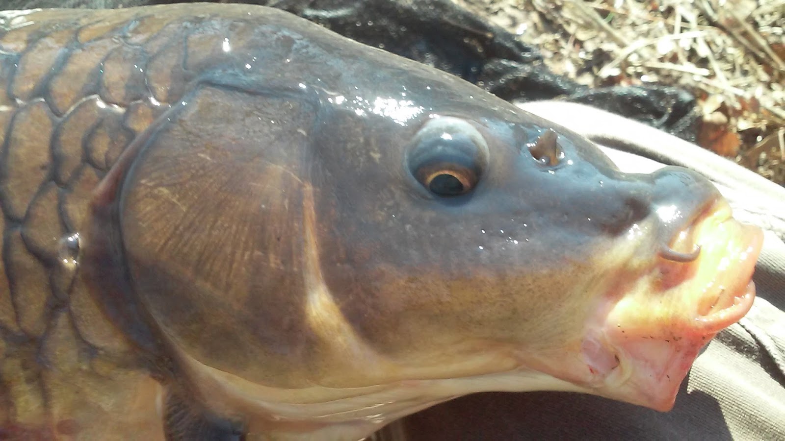 Rhode Island Carp Fishing: Sun Turtles, Bees and Carp