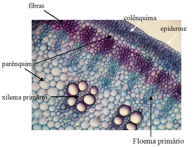Histologia Vegetal