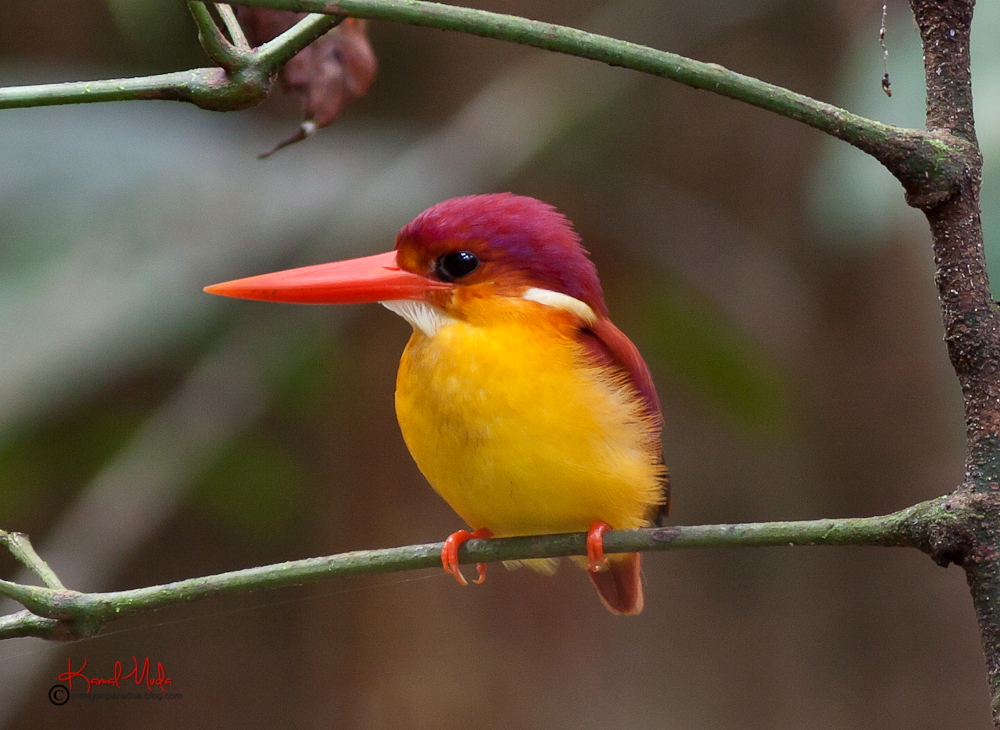 SOUTH EAST ASIA BIRDS - Malaysia birds paradise: Rufous-backed ...