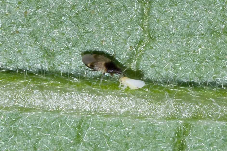 Homo agricola: julio 2011