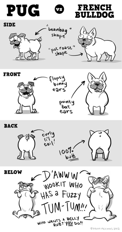 Pawdon My Frenchie: Frenchies vs. Pugs, Boston Terriers and everybody else