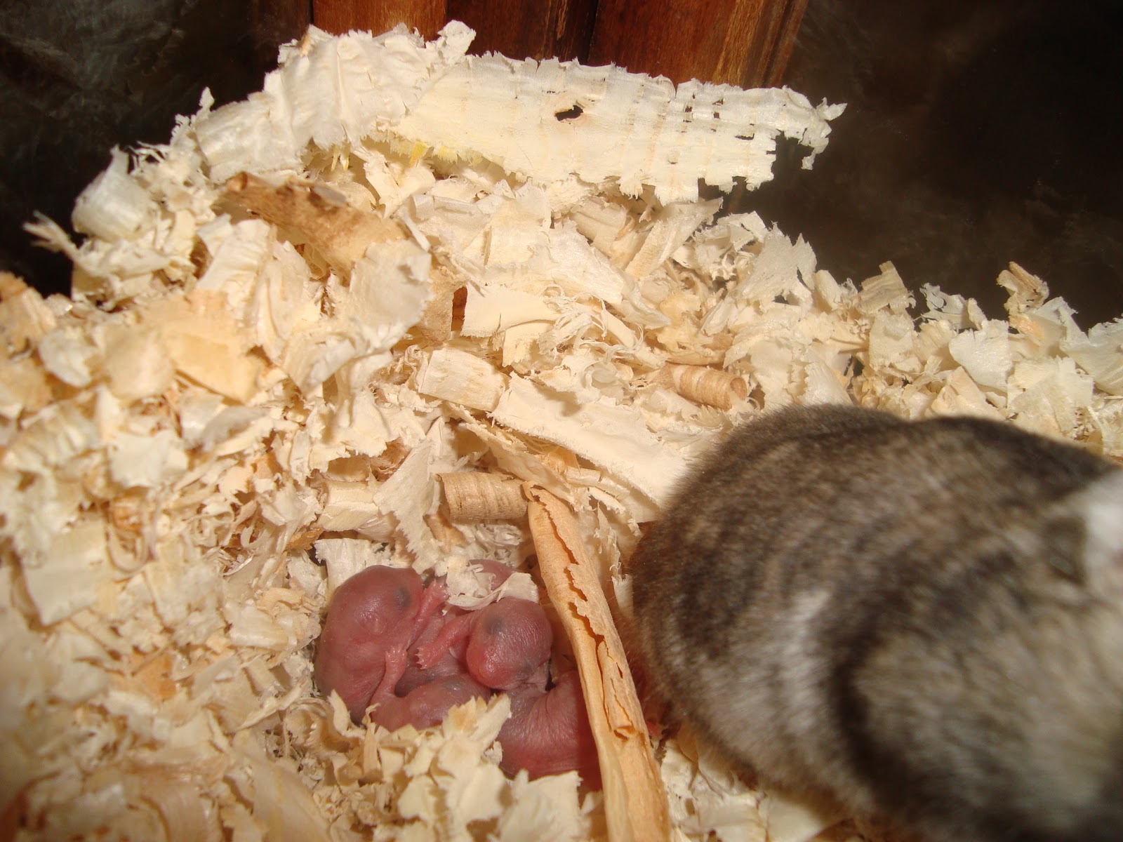 My freedom of movement : Despre hamsteri ( Vand hamsteri )