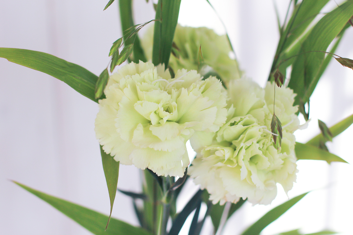 Huvikumpu Living: Neilikka & nuokkutähkä