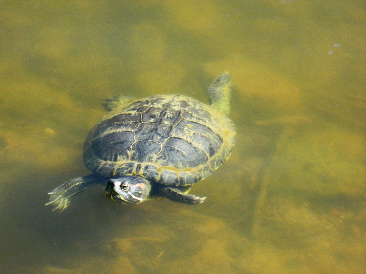 LA MULTI ANI, ROMANIA!: Testoase